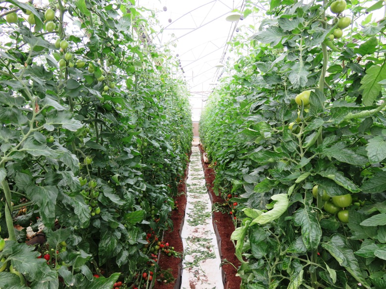 Sprout International Holdings Ltd